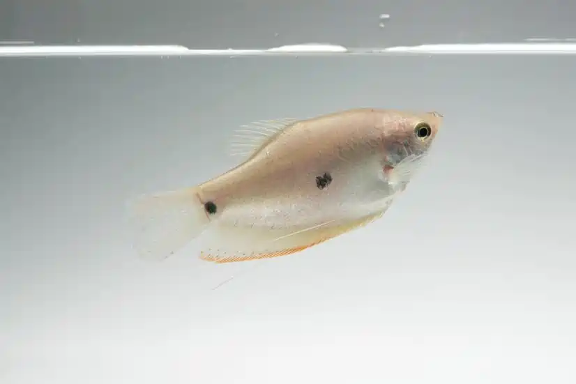 A Platy Fish Care Guide: Complete Care Tips for Beginners