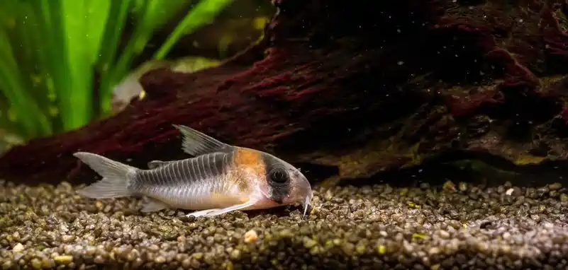 Varieties of Platy Fish (Xiphophorus spp.): Popular Types & Care